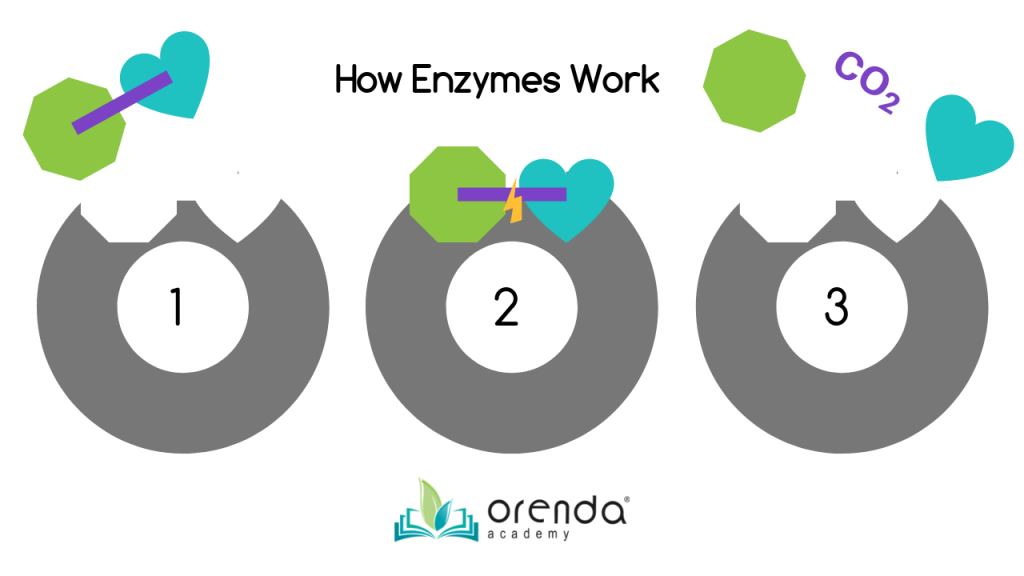 Starting a Commercial Pool Enzyme Program | Natural Pool Products Blog
